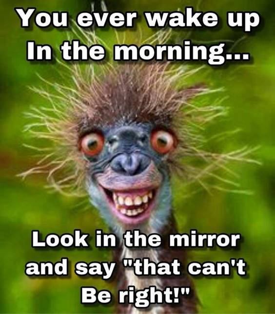 75 Good Morning Memes With Images – SliControl.Com