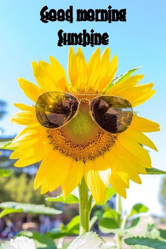 75 Good Morning Memes With Images – SliControl.Com