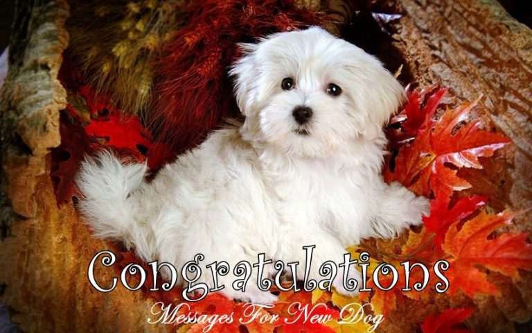 147 Congratulations Messages For New Puppy - Wishes, Messages And ...